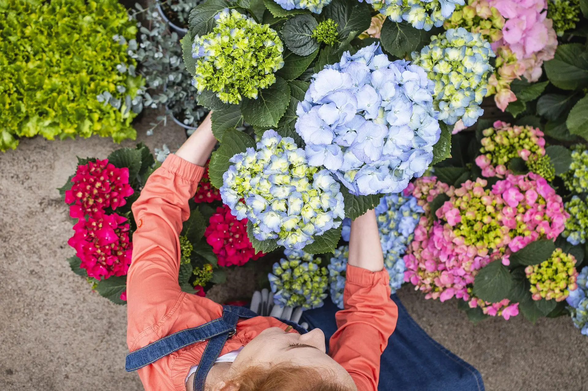 Hydrangea Heaven - Your Ultimate Care Guide