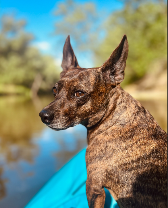 Blog Posts | Bockelmans